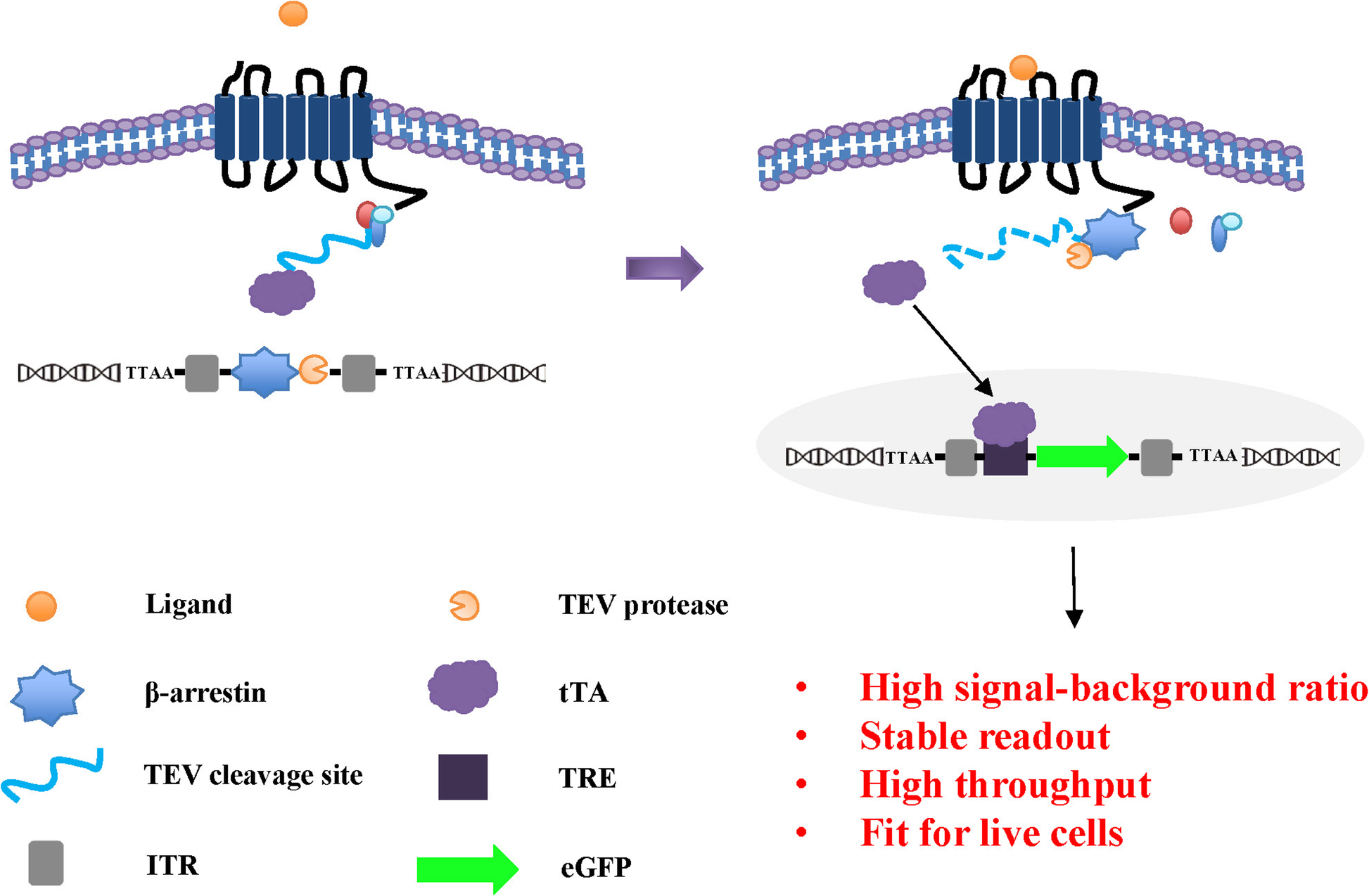 A piggyBac-based TANGO GFP assay for high throughput screening of GPCR ...