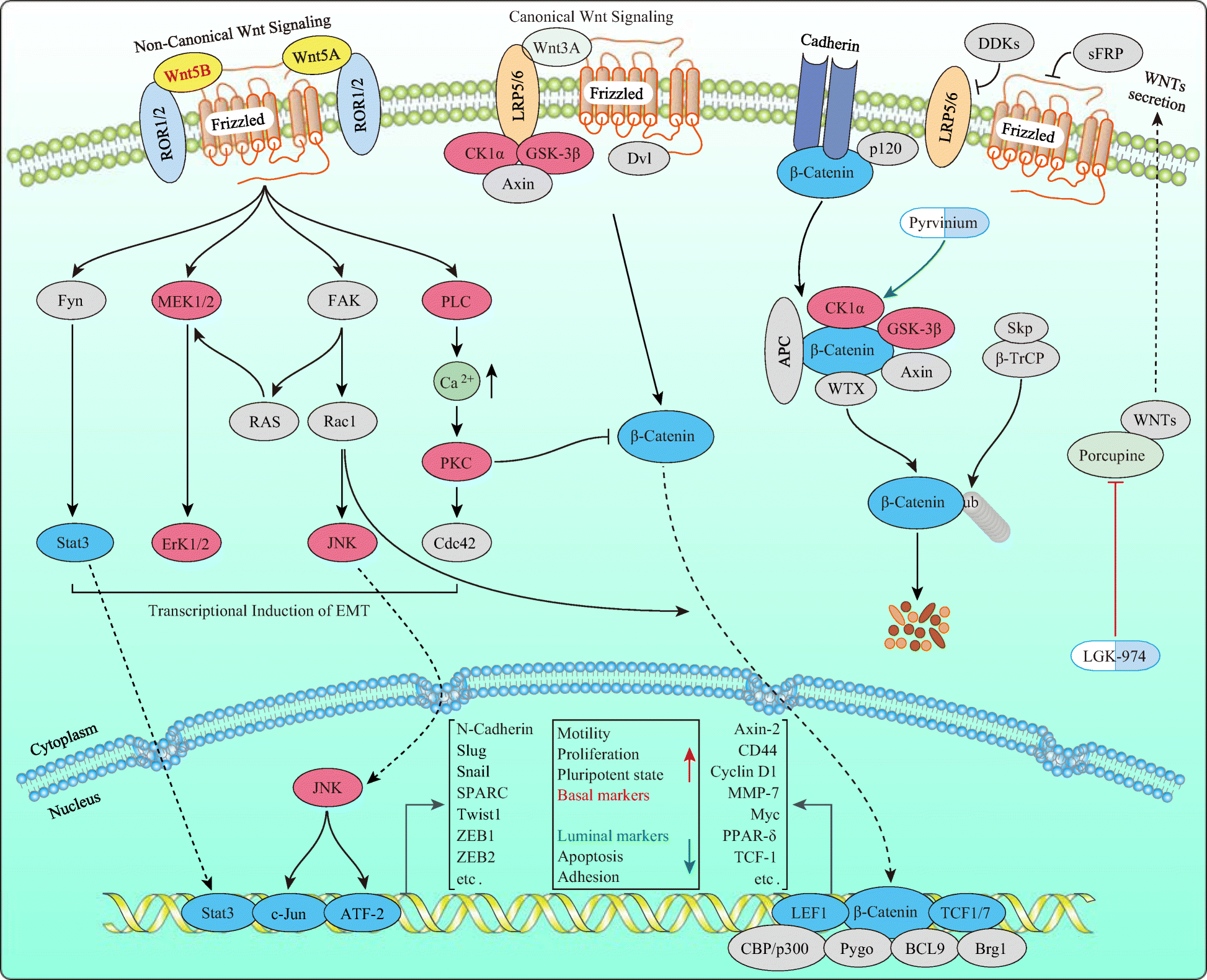 WNT5B governs the phenotype of basal-like breast cancer by activating ...
