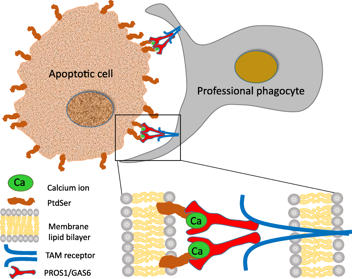 TAM receptors, Phosphatidylserine, inflammation, and Cancer | SpringerLink