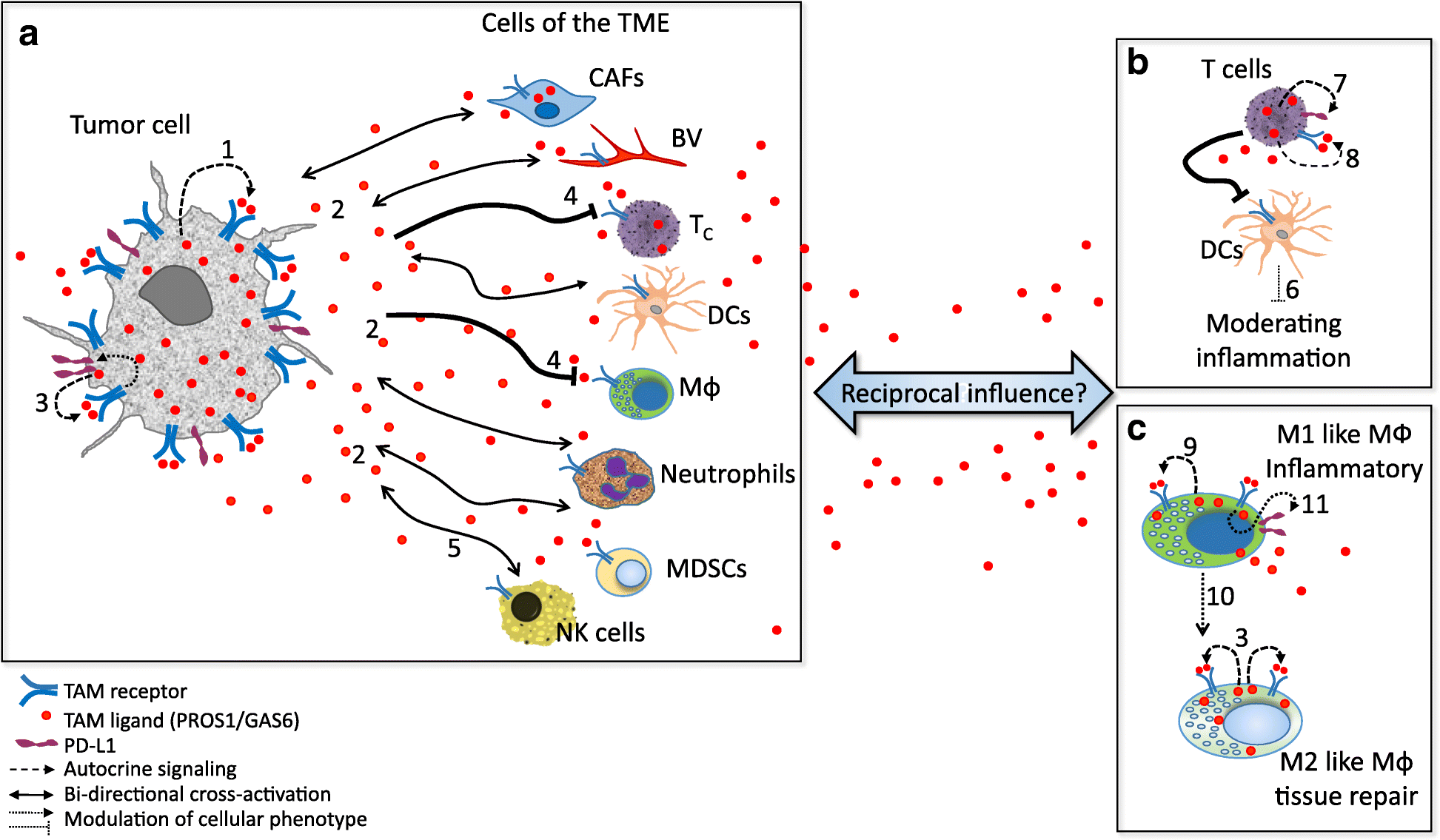 TAM receptors, Phosphatidylserine, inflammation, and Cancer | SpringerLink