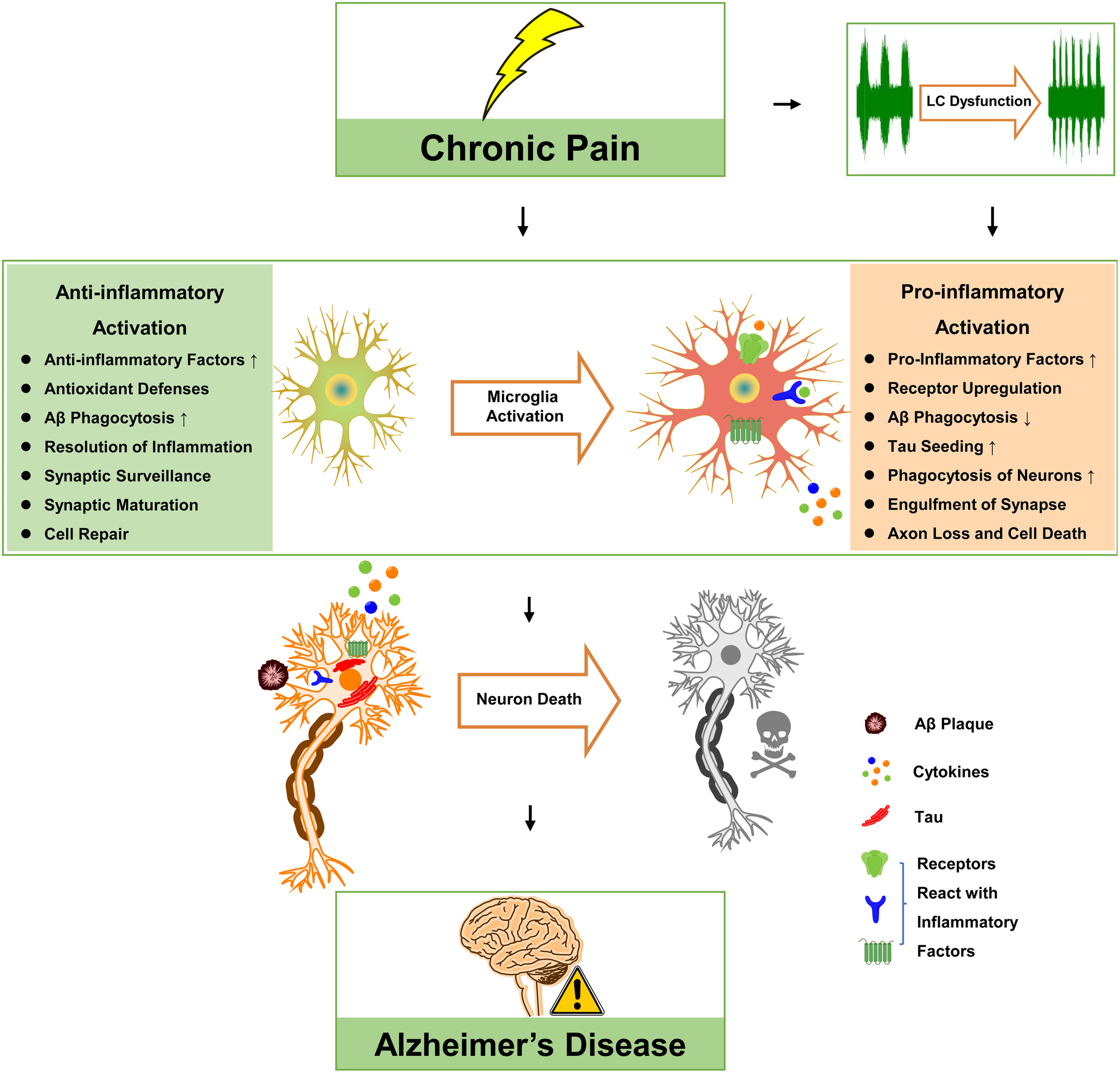 The link between chronic pain and Alzheimer’s disease | SpringerLink