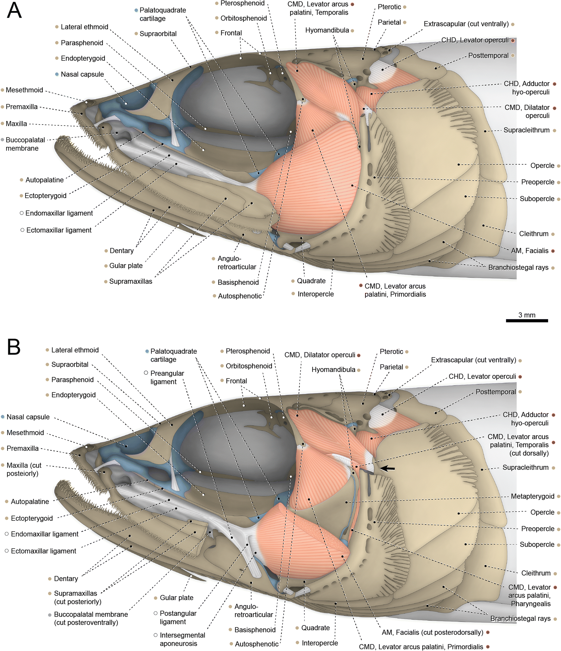 Evolution of the facial musculature in basal ray-finned fishes ...
