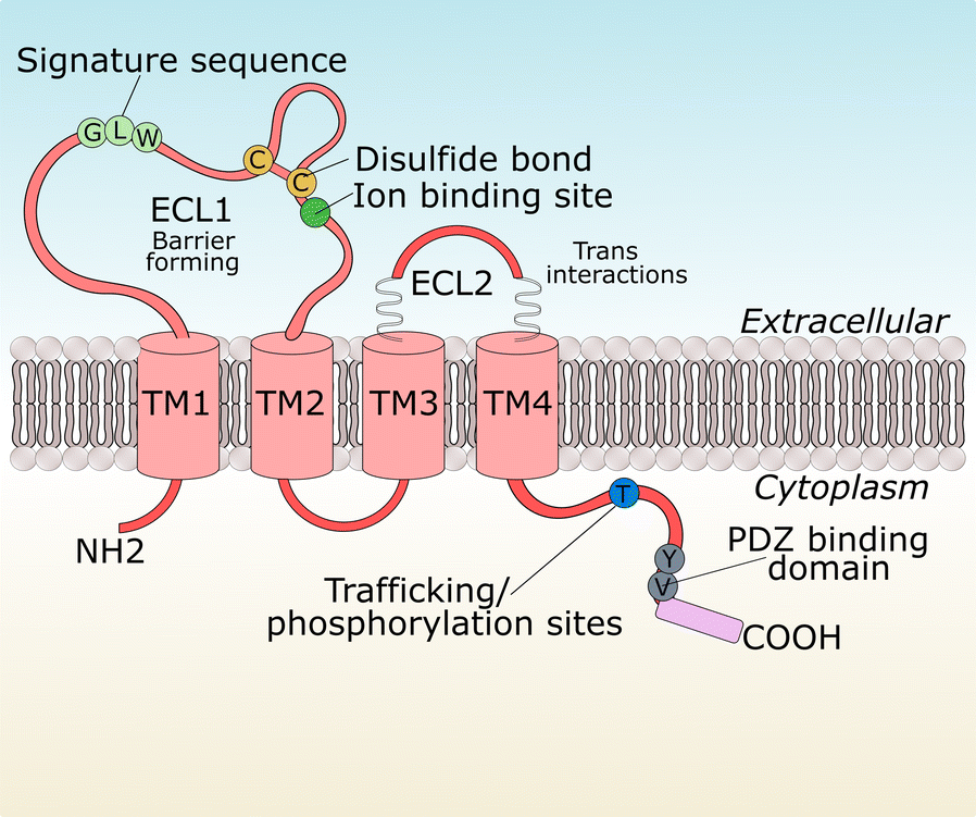 Claudin-5: gatekeeper of neurological function | SpringerLink