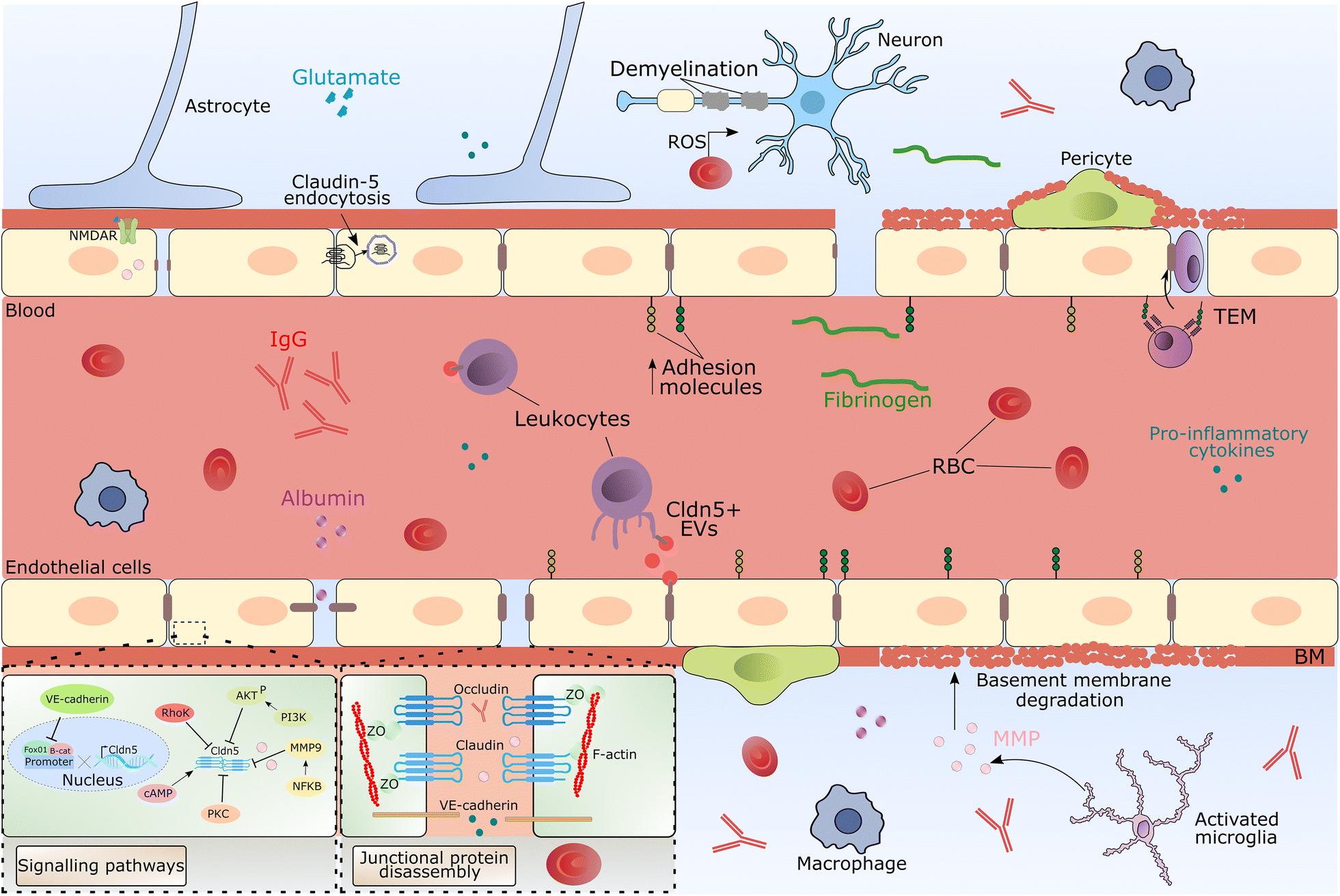 Claudin-5: gatekeeper of neurological function | SpringerLink