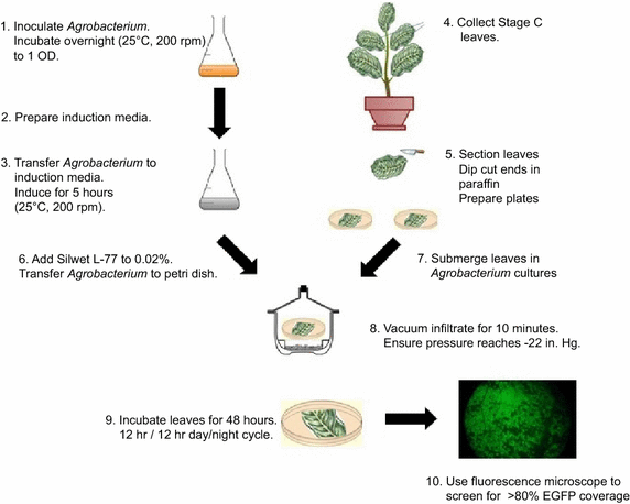 Protocol Transient Expression System For Functional Genomics In The