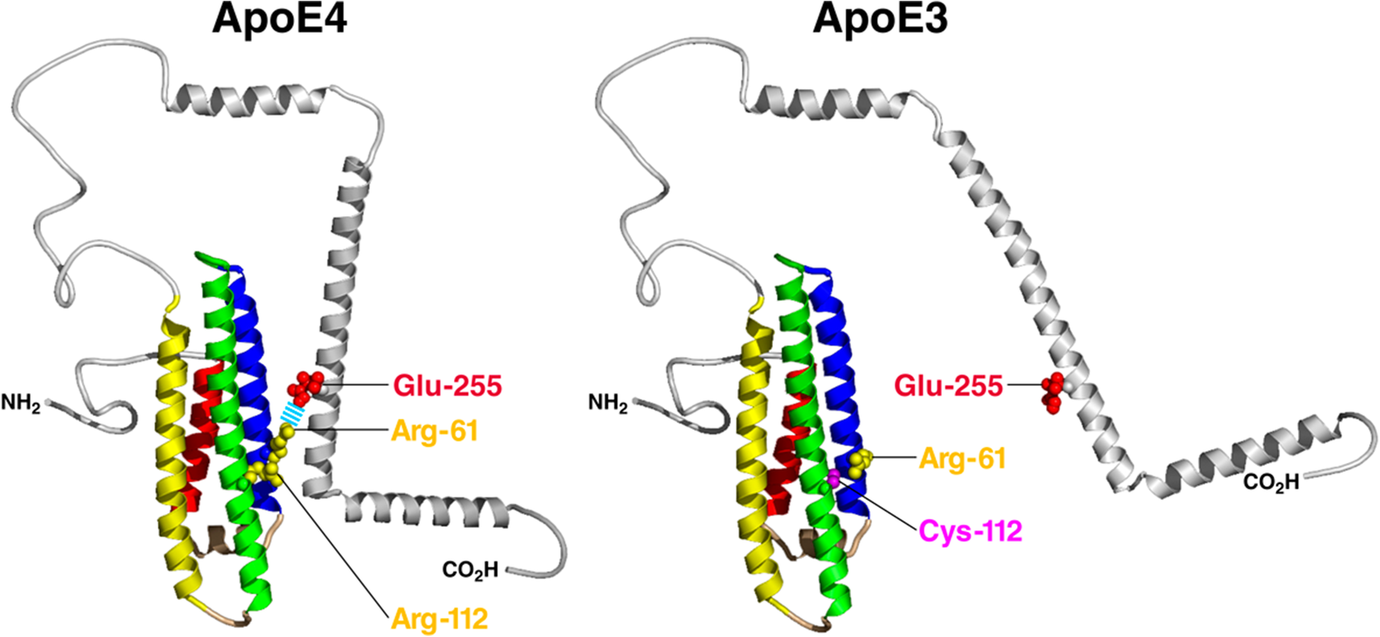 Apolipoprotein E4, inhibitory network dysfunction, and Alzheimer’s ...