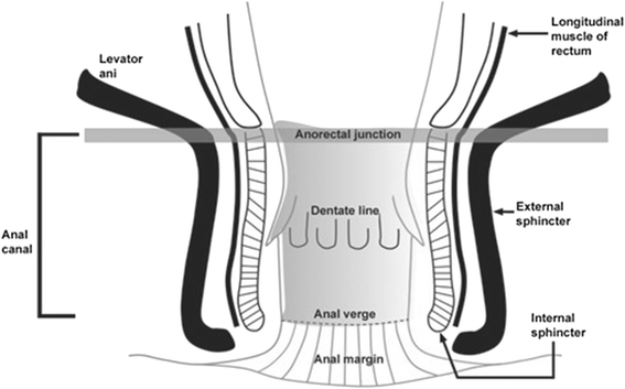 Radiological assessment of anal cancer: an overview and update ...