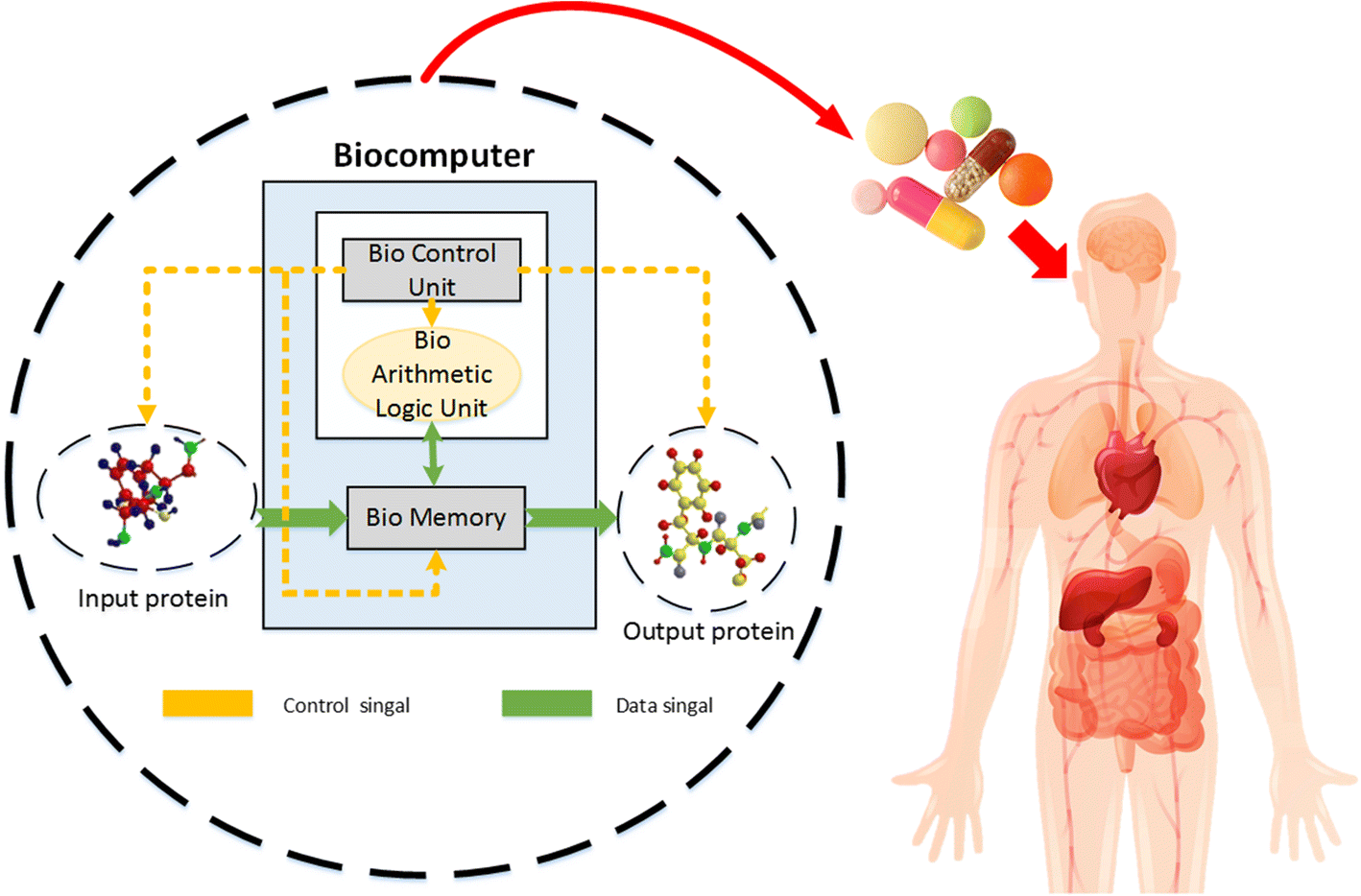 Synthesis of control unit for future biocomputer | SpringerLink