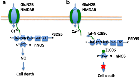 Targeting NMDA receptors in stroke: new hope in neuroprotection ...