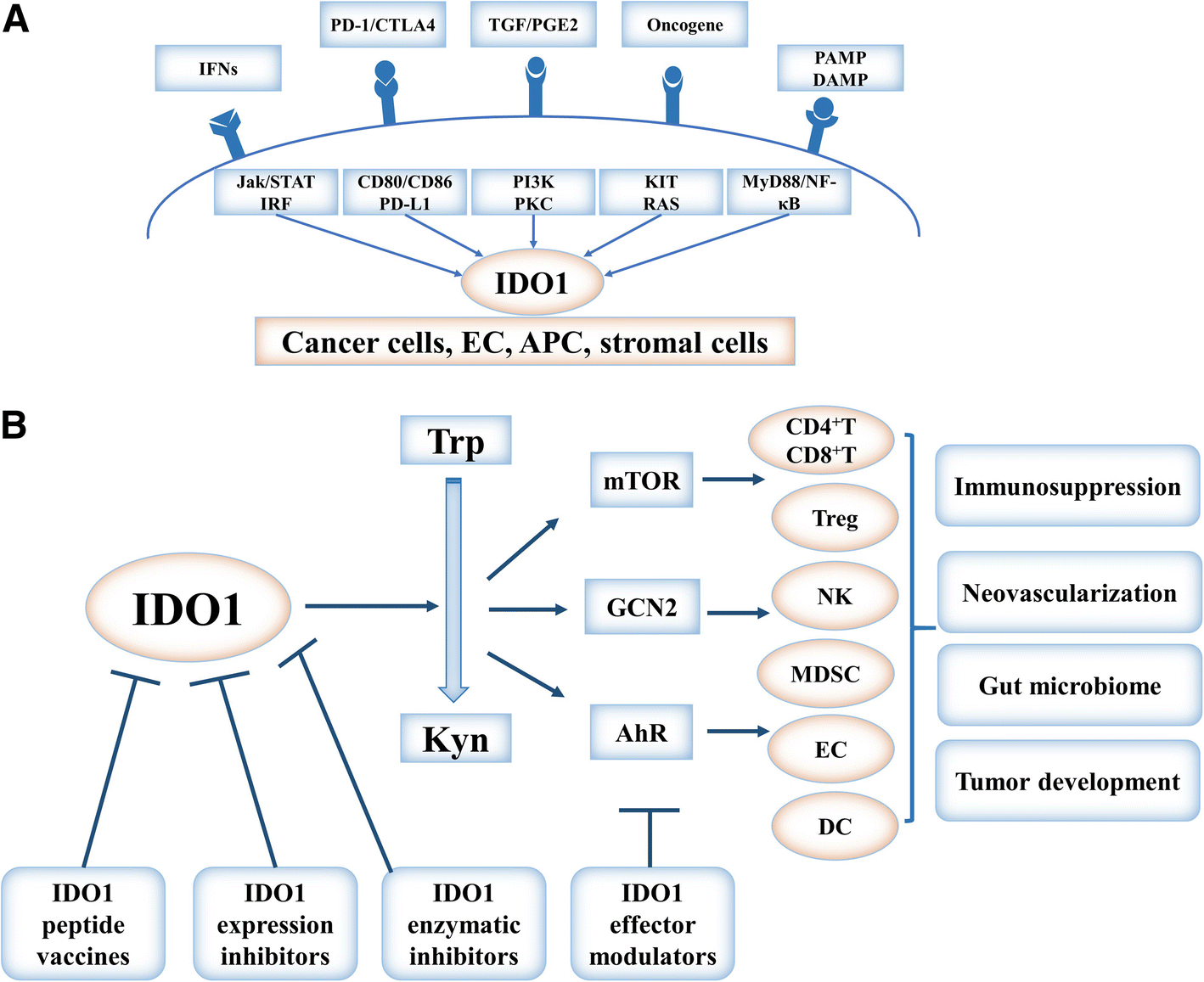 Targeting the IDO1 pathway in cancer: from bench to bedside | SpringerLink