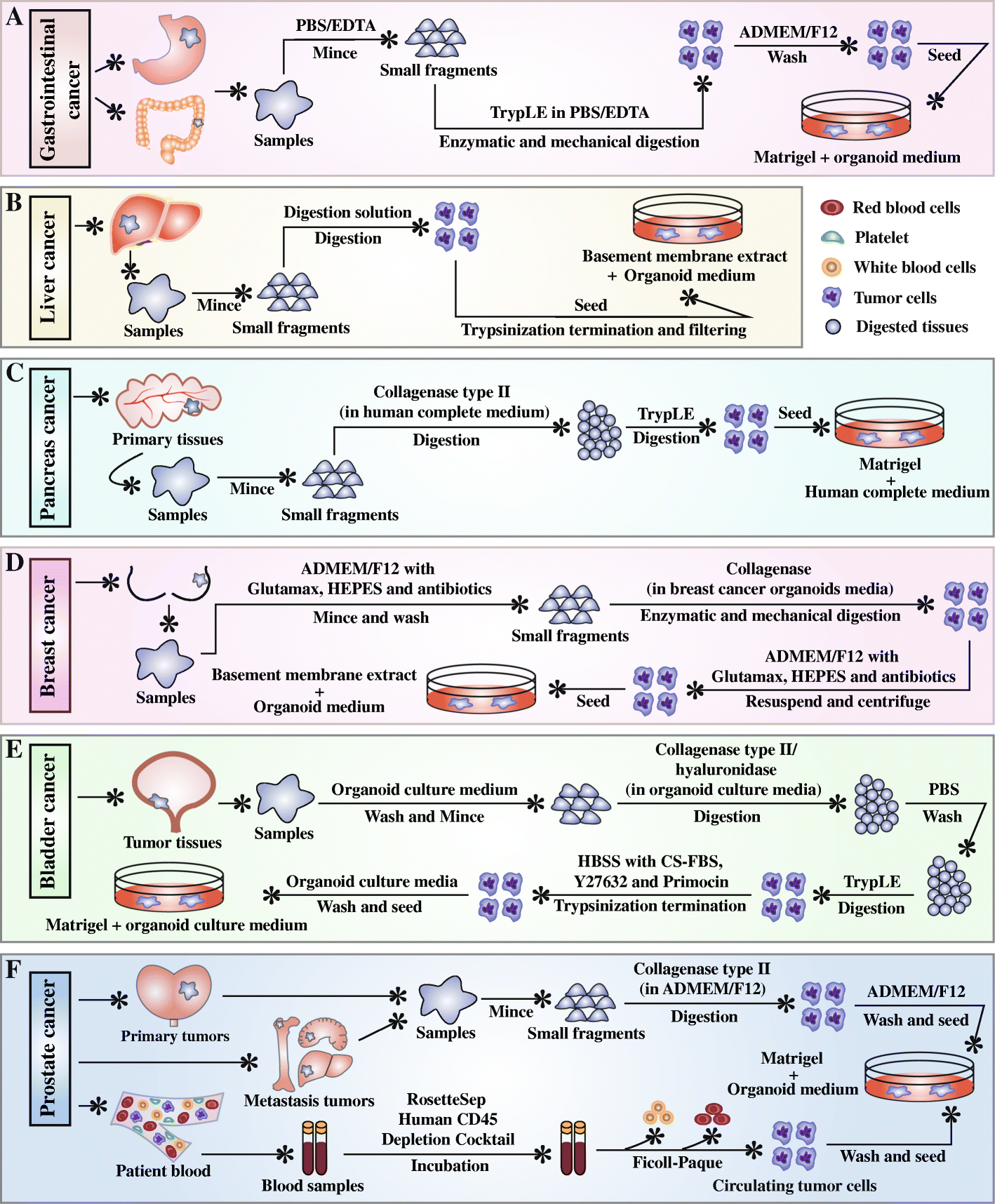 Organoid technology and applications in cancer research | SpringerLink