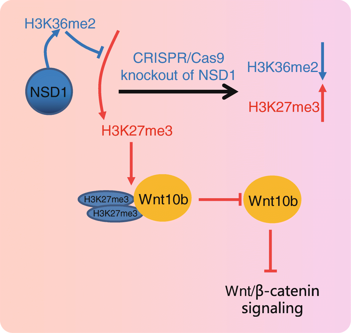 Crispr Cas9 Mediated Knockout Of Nsd1 Suppresses The Hepatocellular