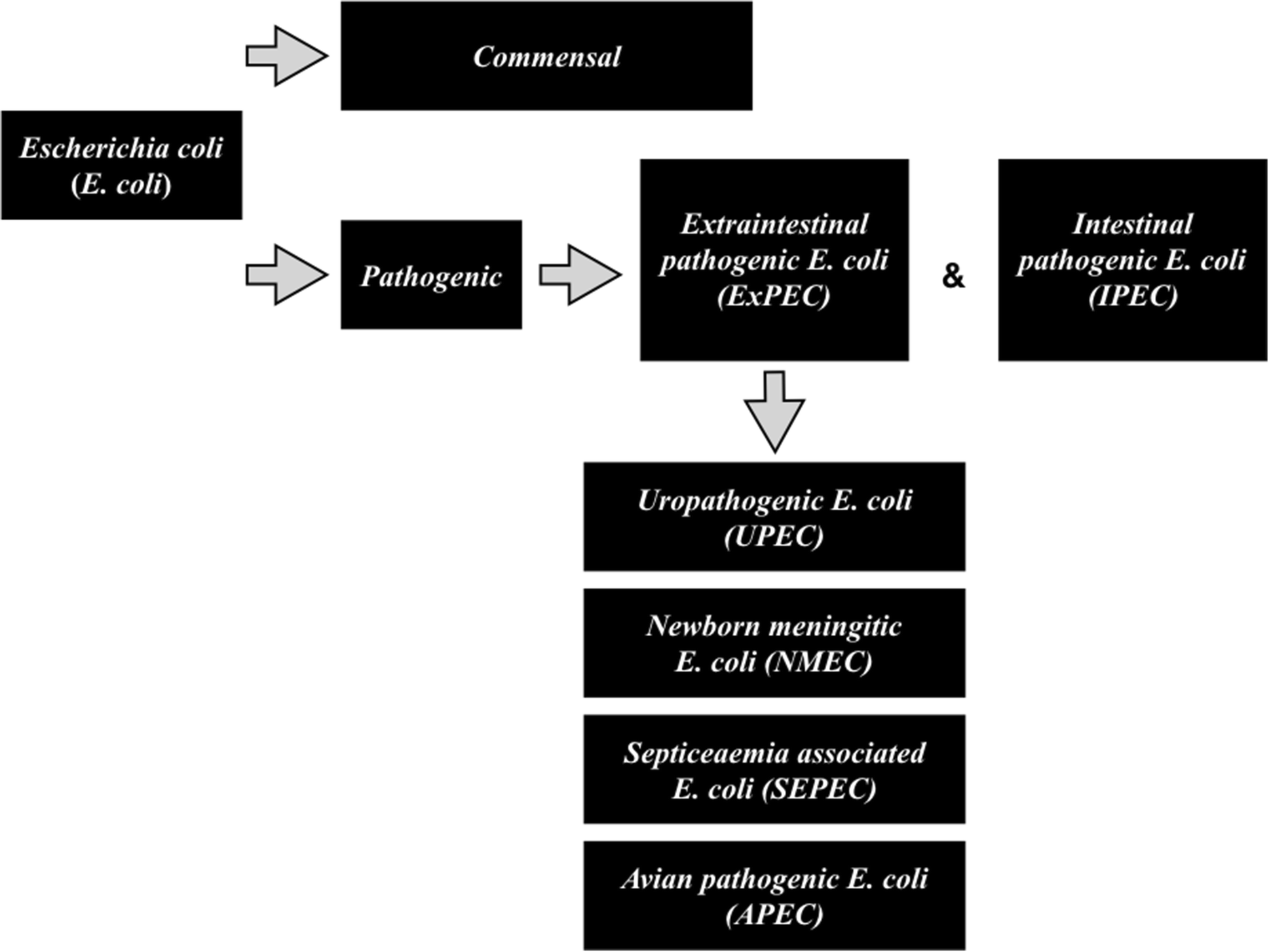 Virulence factors, prevalence and potential transmission of ...