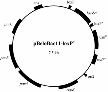 Retrofitting the BAC cloning vector pBeloBAC11 by the insertion of a ...