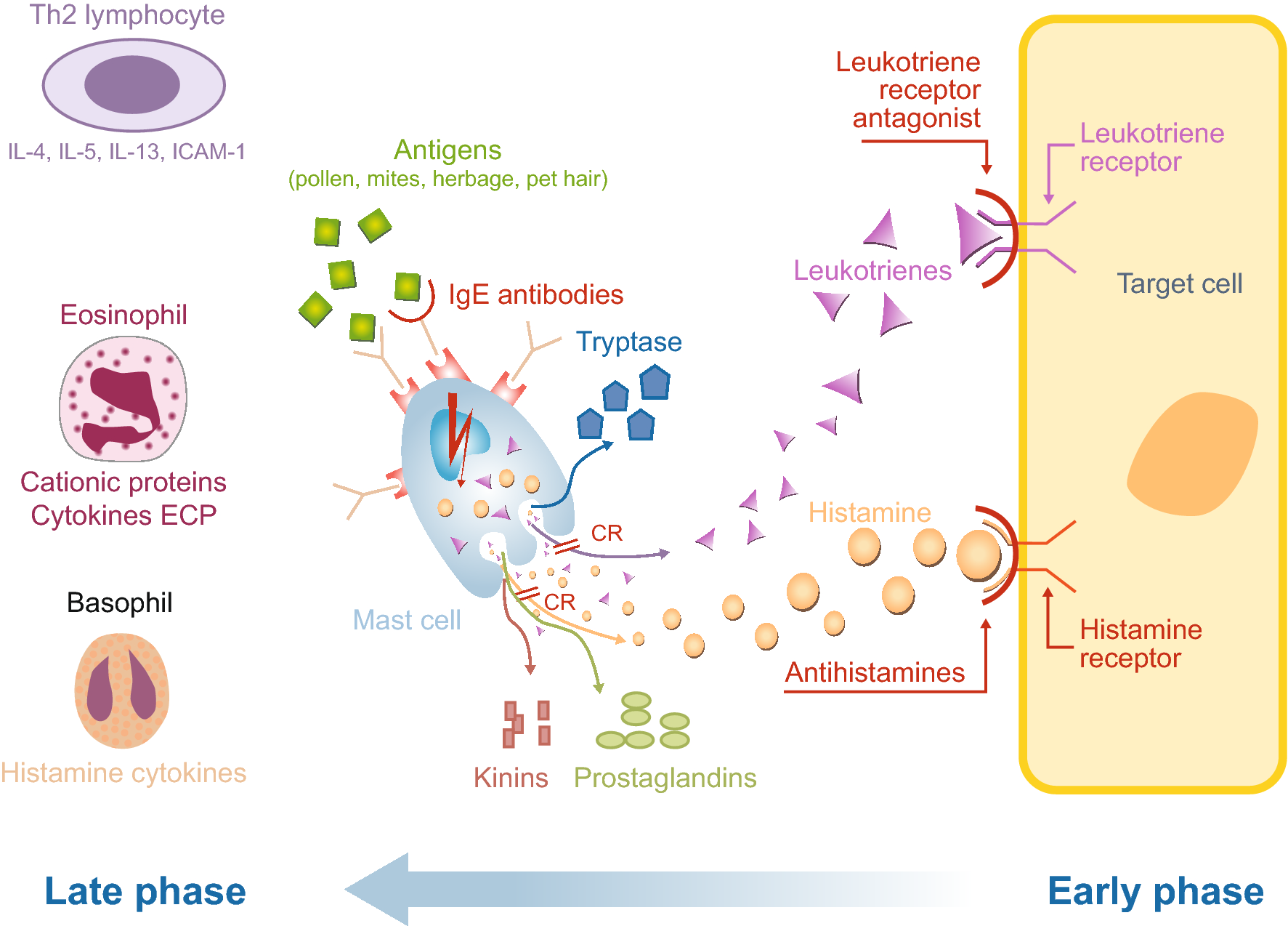 The complex pathophysiology of allergic rhinitis: scientific rationale ...