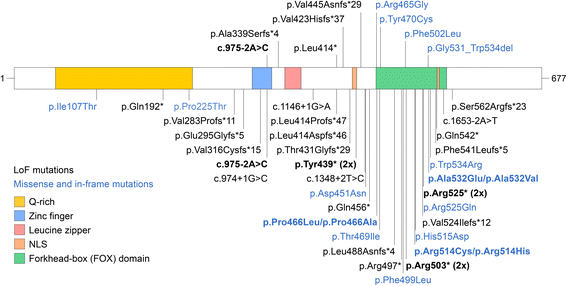 Prospective investigation of FOXP1 syndrome | SpringerLink