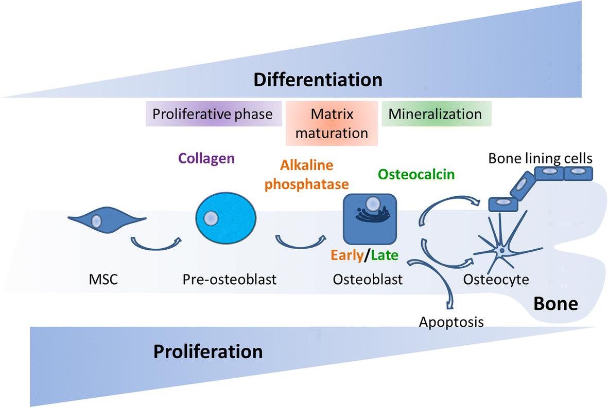 Osteogenesis and aging: lessons from mesenchymal stem cells | SpringerLink