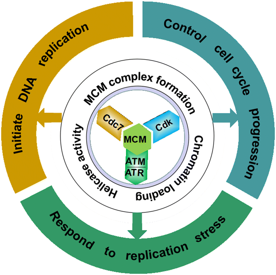 Role of MCM2–7 protein phosphorylation in human cancer cells | SpringerLink