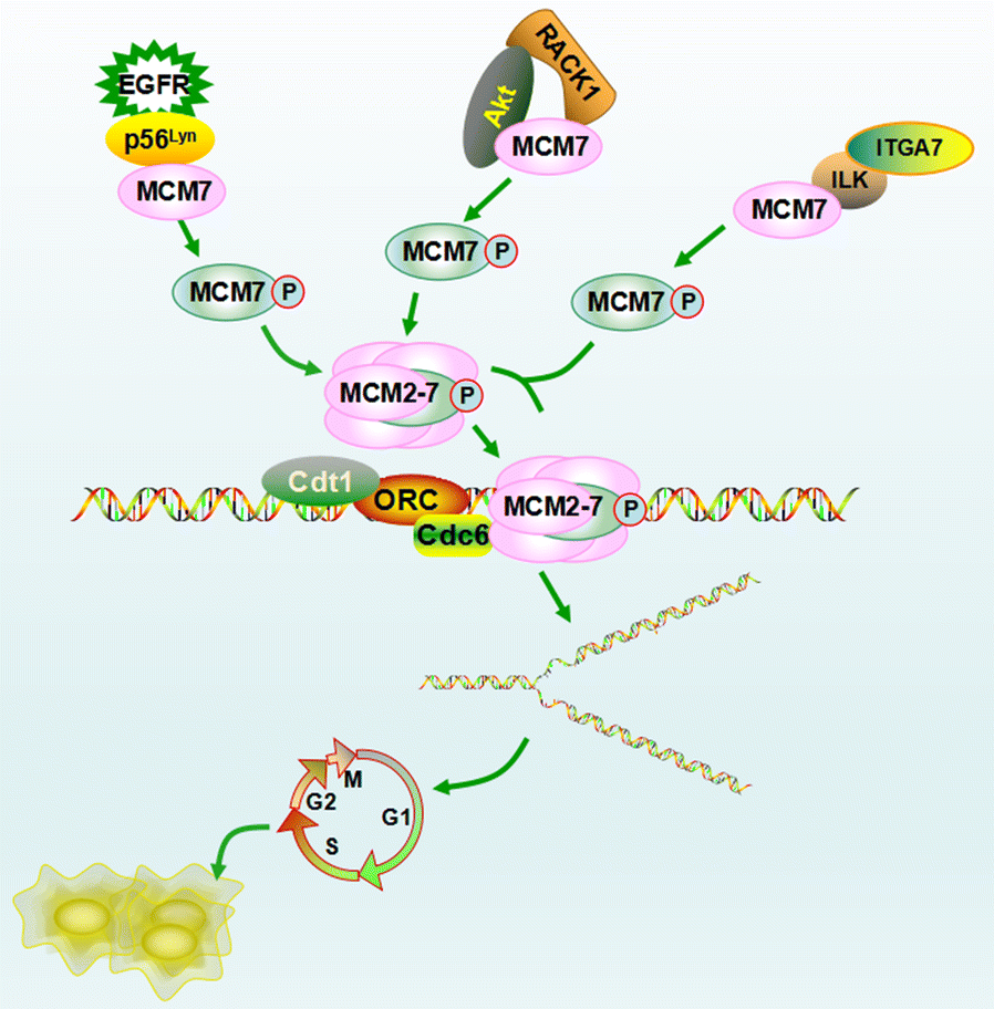 Role of MCM2–7 protein phosphorylation in human cancer cells | SpringerLink