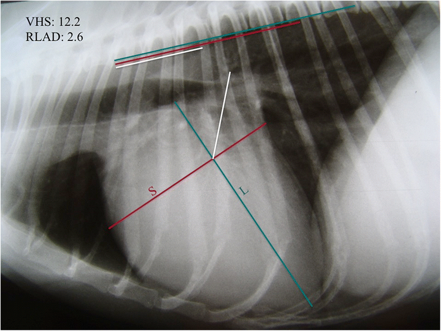 A radiographic measurement of left atrial size in dogs | SpringerLink