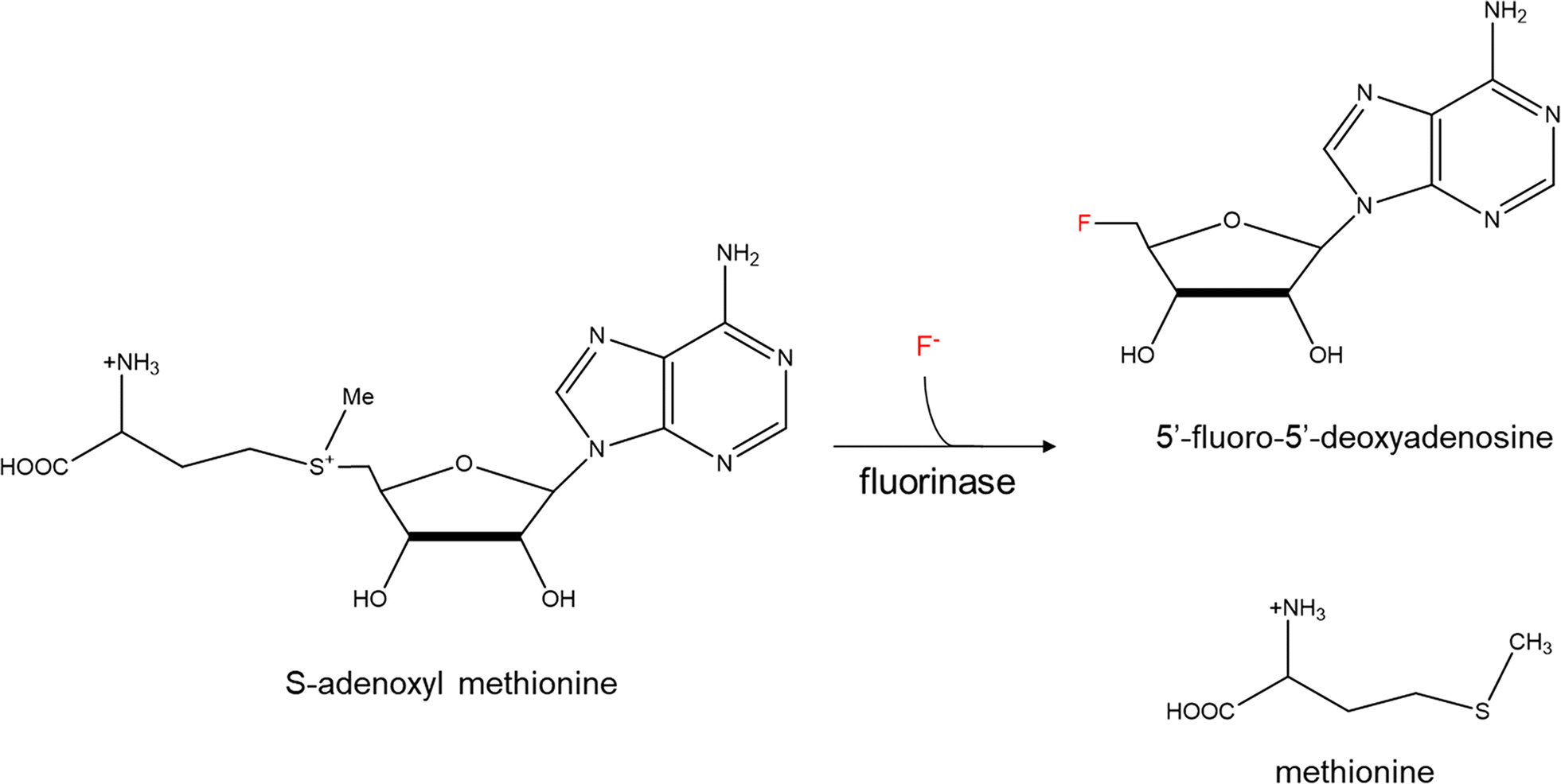 Enzymatic defluorination of fluorinated compounds | SpringerLink