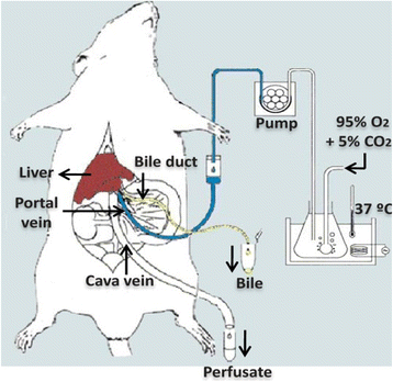 Inhibition of mirtazapine metabolism by Ecstasy (MDMA) in isolated ...