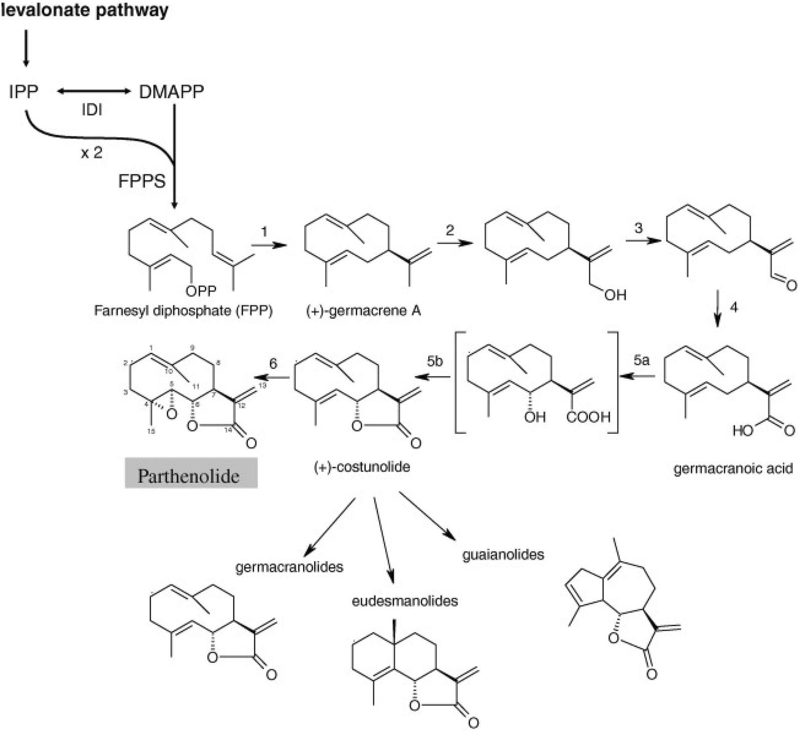 Parthenolide production in cell suspension culture of feverfew ...