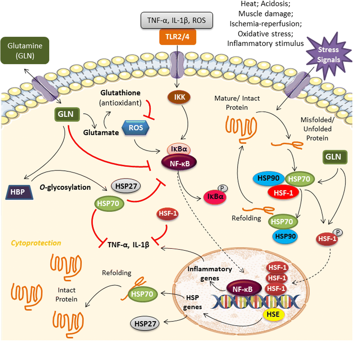 Role of glutamine, as free or dipeptide form, on muscle recovery from resistance training: a ...