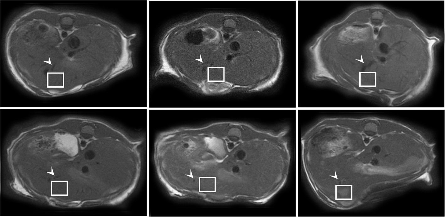 Radiomics of liver MRI predict metastases in mice | SpringerLink