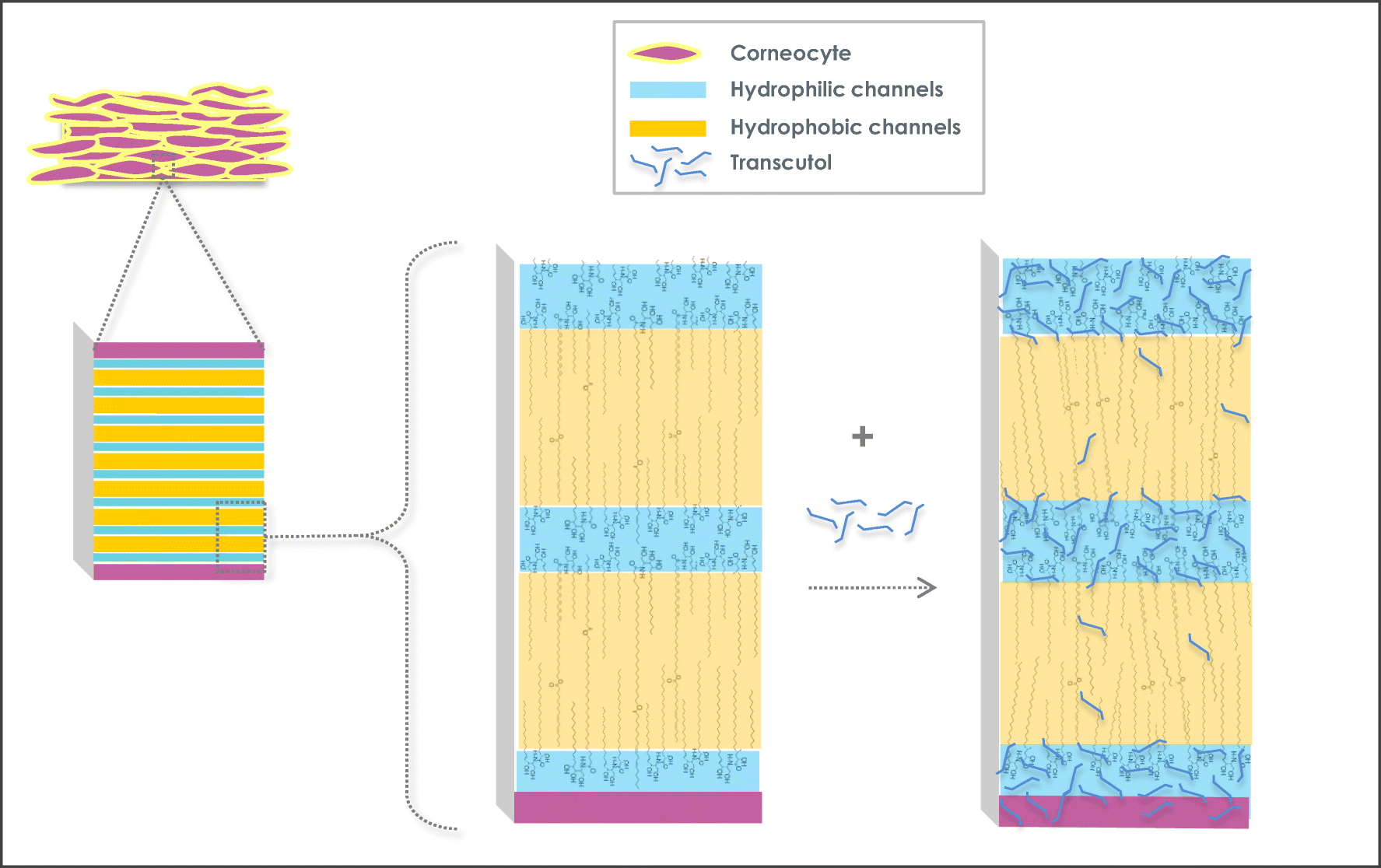 Skin Penetration and Permeation Properties of Transcutol®—Neat or ...