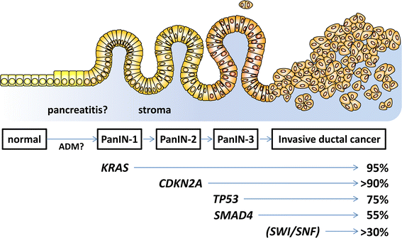Molecular Pathogenesis and Targeted Therapy of Pancreatic Cancer ...