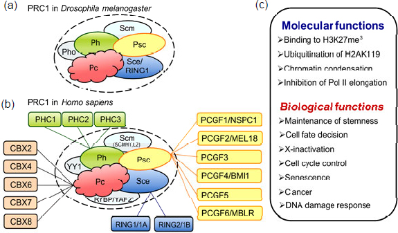 Epigenetic regulation by polycomb group complexes: focus on roles of ...
