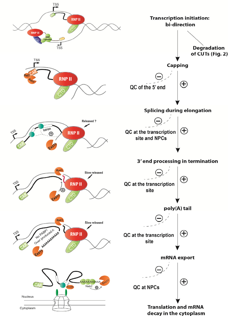 mRNA stability in the nucleus | SpringerLink