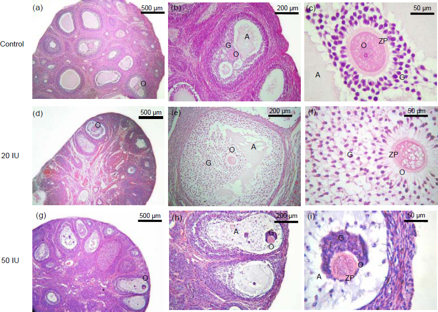 Induction of follicular luteinization by equine chorionic gonadotropin ...