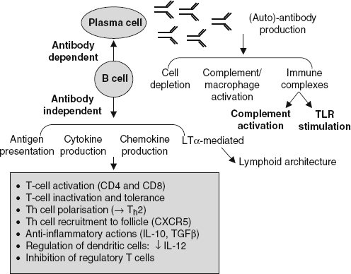 B-Cell-Targeted Therapy for Systemic Lupus Erythematosus | SpringerLink