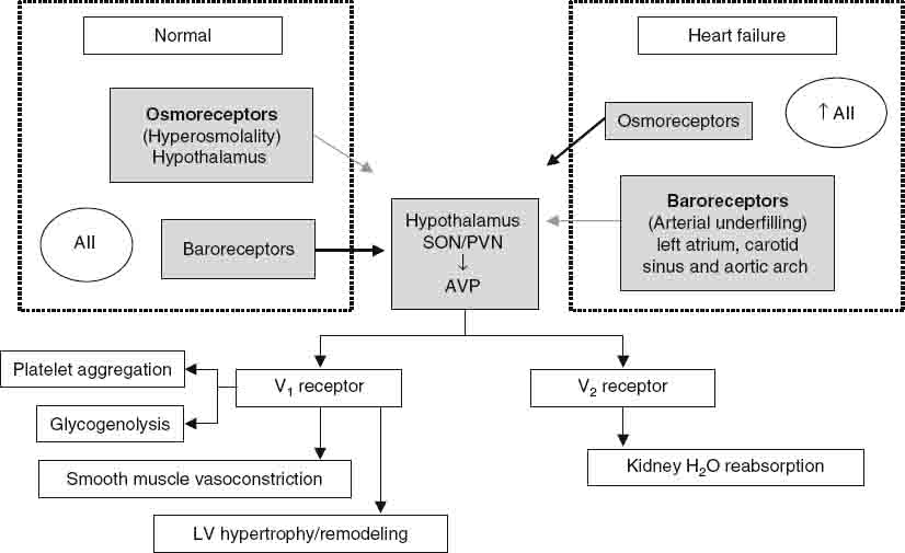 Therapeutic Potential of Vasopressin Receptor Antagonists | SpringerLink