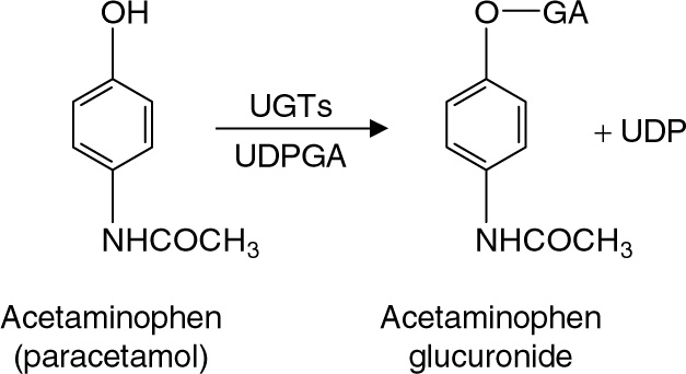 Genetic Variation of Human UDP-Glucuronosyltransferase | SpringerLink