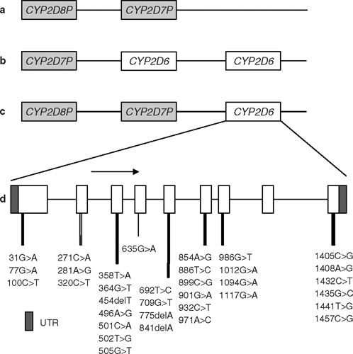 Polymorphism of Human Cytochrome P450 2D6 and Its Clinical Significance ...