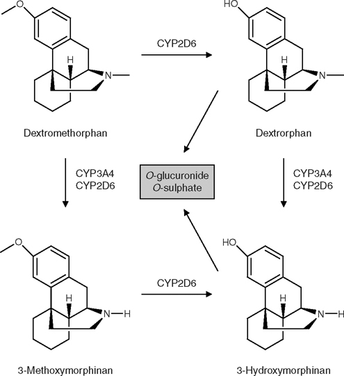 Polymorphism of Human Cytochrome P450 2D6 and Its Clinical Significance ...