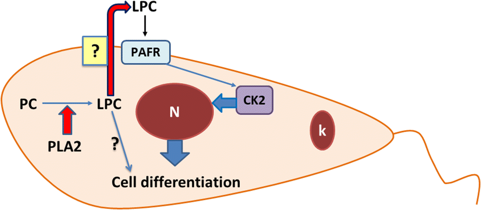 Lysophosphatidylcholine triggers cell differentiation in the protozoan ...