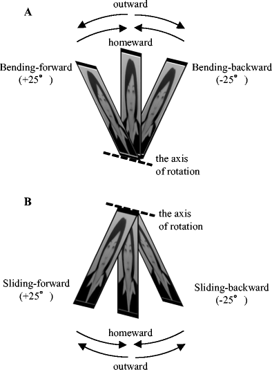Effects of bowing on perception of attractiveness | SpringerLink