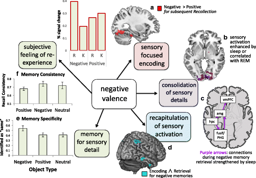 NEVER forget: negative emotional valence enhances recapitulation ...