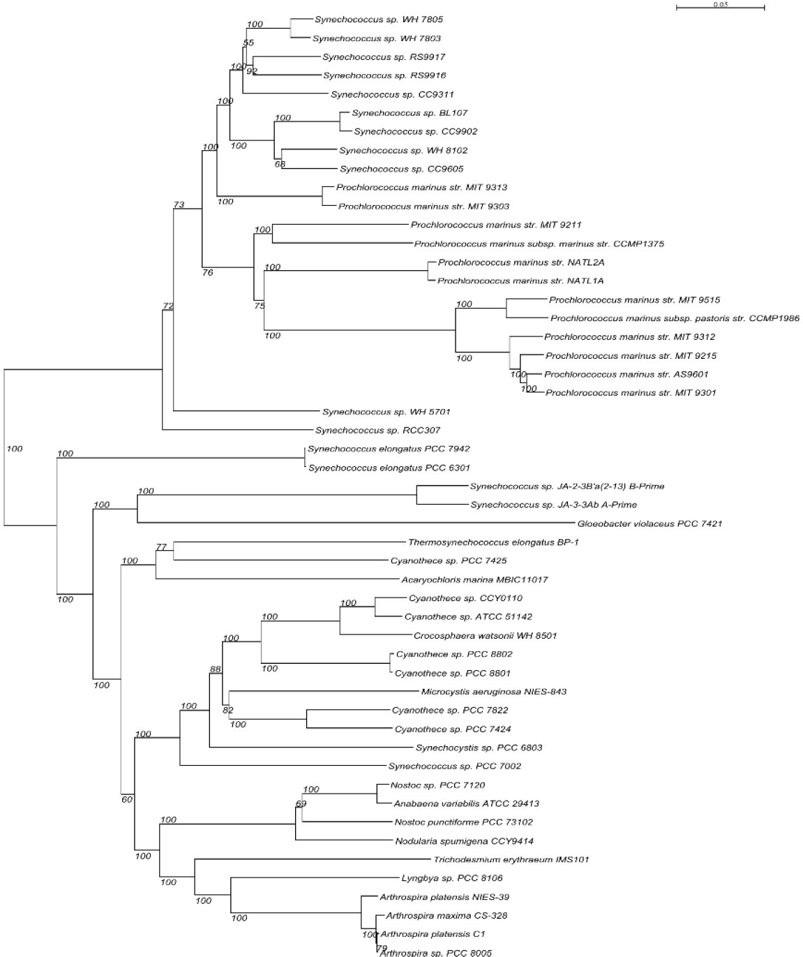 Draft genome sequence of Arthrospira platensis C1 (PCC9438) | SpringerLink