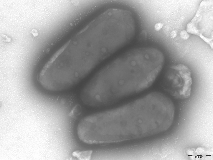 Non contiguous-finished genome sequence and description of Cellulomonas ...