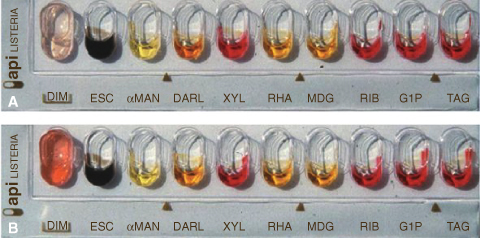 Listeria monocytogenes and the Genus Listeria | SpringerLink