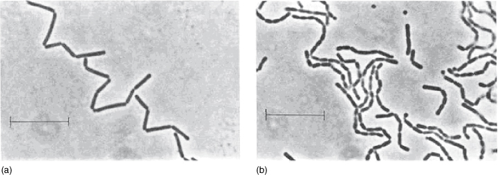 The Genus Brochothrix | SpringerLink