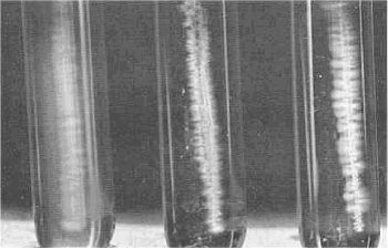 The Genus Erysipelothrix | SpringerLink