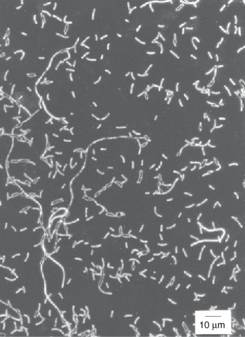 Pectinatus, Megasphaera and Zymophilus | SpringerLink