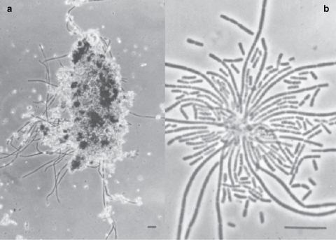 The Genera Leptothrix and Sphaerotilus | SpringerLink
