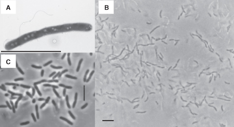 The Genera Azoarcus, Azovibrio, Azospira and Azonexus | SpringerLink